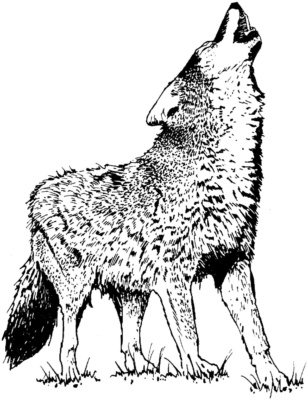 Printable Coloring Pages Wolf - Printable We Love Printables